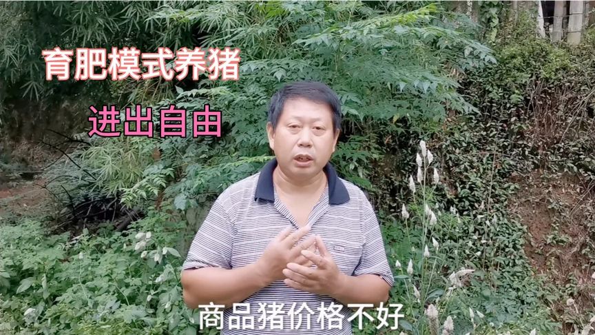 选育肥模式养猪,注意这四点,能提高猪场经济效益