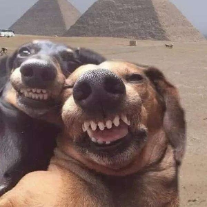 温义飞观点致胜 