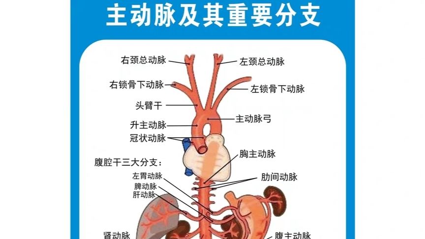 大动脉,中动脉,小动脉分类及血管壁特点