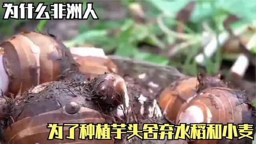 为什么非洲人为了种植芋头舍弃水稻和小麦?它有何作用?原因何在