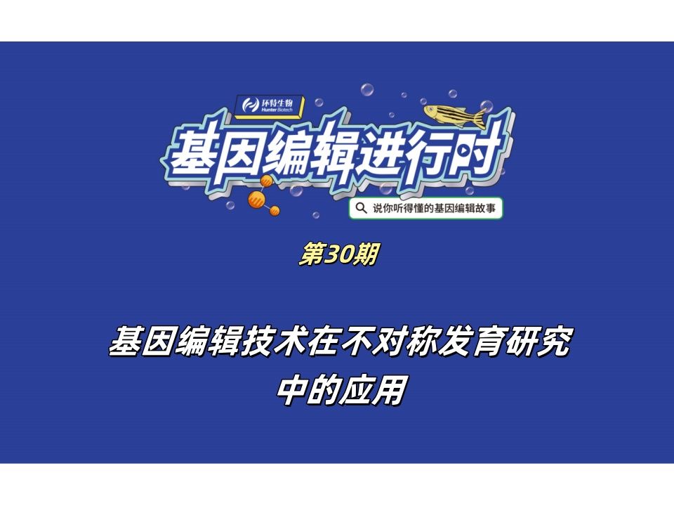 《基因编辑进行时》第三十期:基因编辑技术在不对称发育研究中的应用