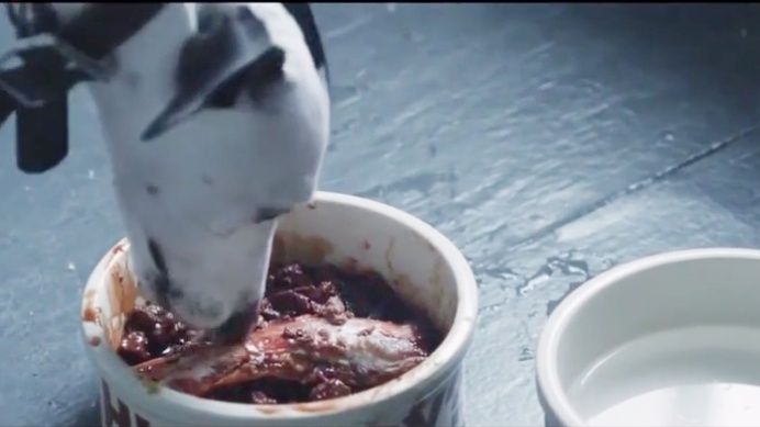 杀狗喂人吃 人肉做狗粮? 爱狗人士 屠夫 素食主义者?你是哪个?