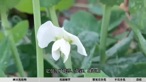 豌豆花是"完全花"?揭秘它不为人知的结构秘密!
