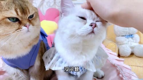 自制可动纸片人教程:打造魔卡少女樱的可爱形象与换装乐趣