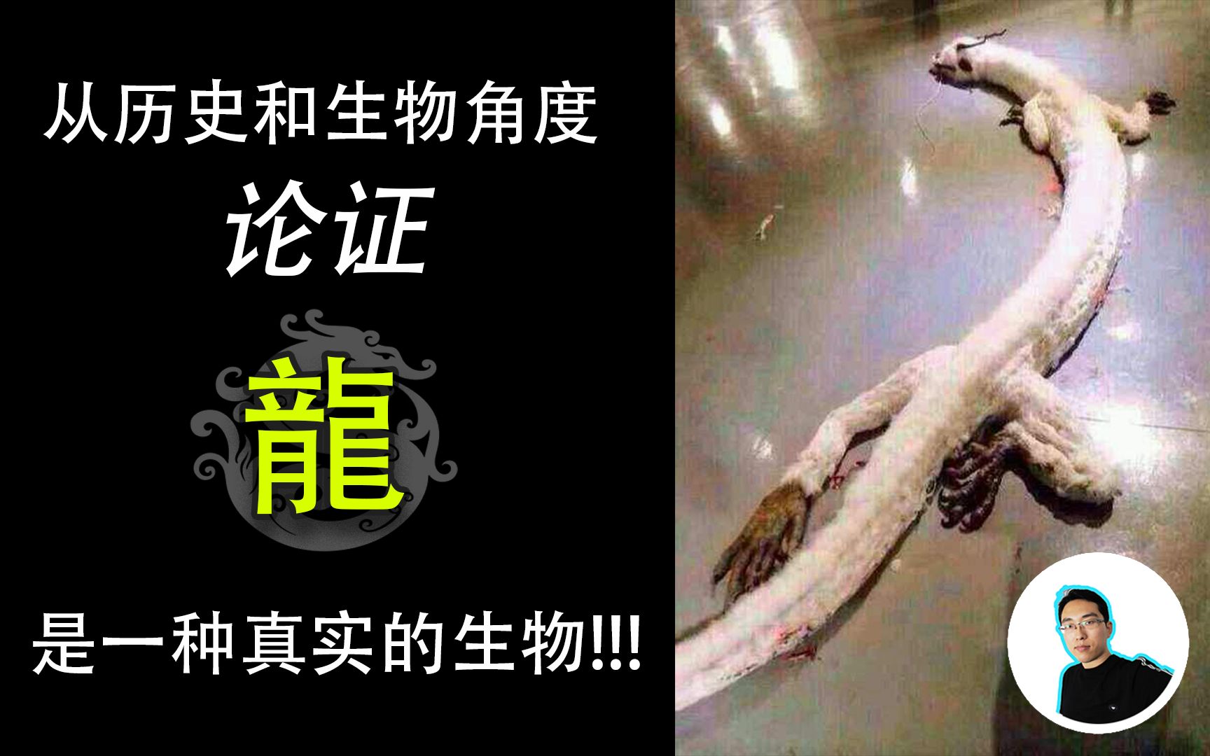 【龙】真实的生物!从历史、生物、坠龙事件论证龙的真实性(2019)