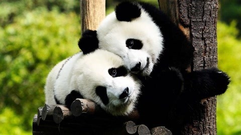 熊猫为什么是国宝?看完这个视频终于知道为什么熊猫是国宝了!
