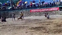 斗狗视频藏獒咬死斗牛犬 斗狗犬打架视频
