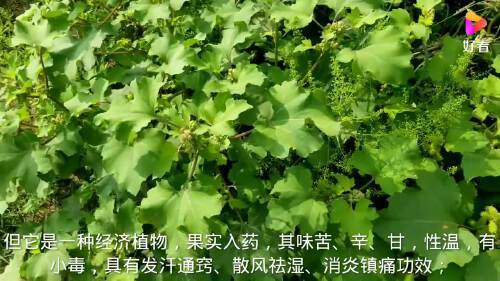 苍耳生长普遍,它是一种经济植物