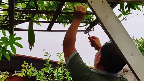 阳台上种的丝瓜,好吃也好看,就是生长周期短,为啥?