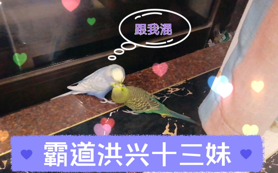 木木真的好霸道,跟个大姐一样
