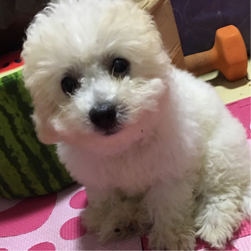 吹叶较瘦 
