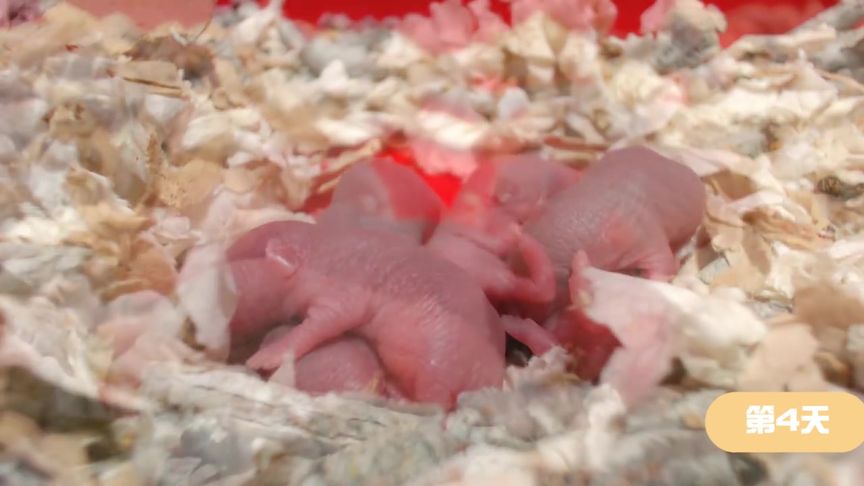 三分钟记录鼠崽子生长过程,包看爽