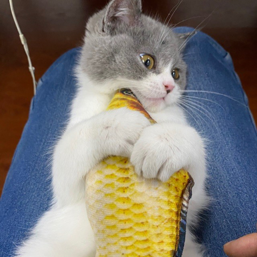 爱玩游戏地小猫 
