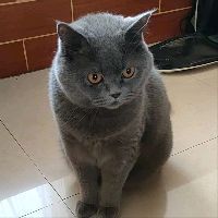 小马就吃回头草