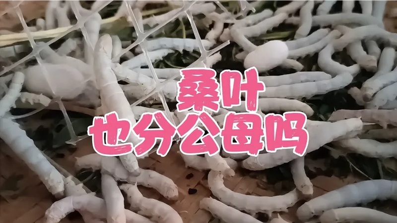 蚕宝宝,变蚕子了,蚕子马上就要变飞蛾了