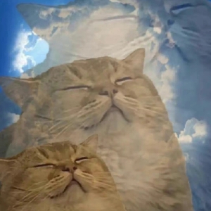 猫猫猫猫猫猫猫又 