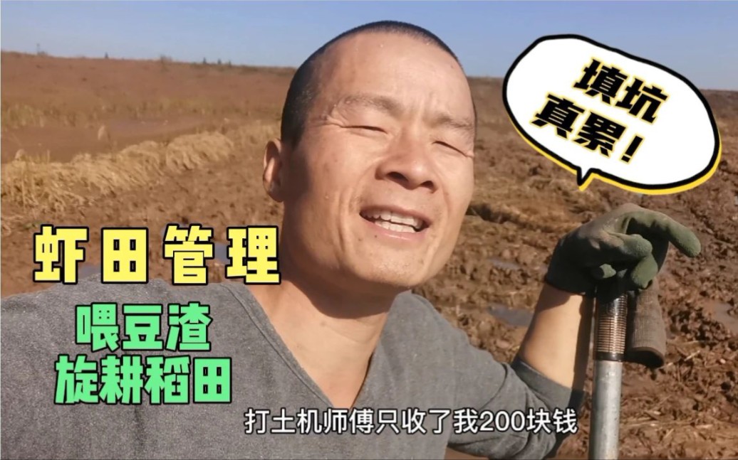 冬季小龙虾管理,阿金喂发酵豆渣肥水,旋耕平整虾稻田