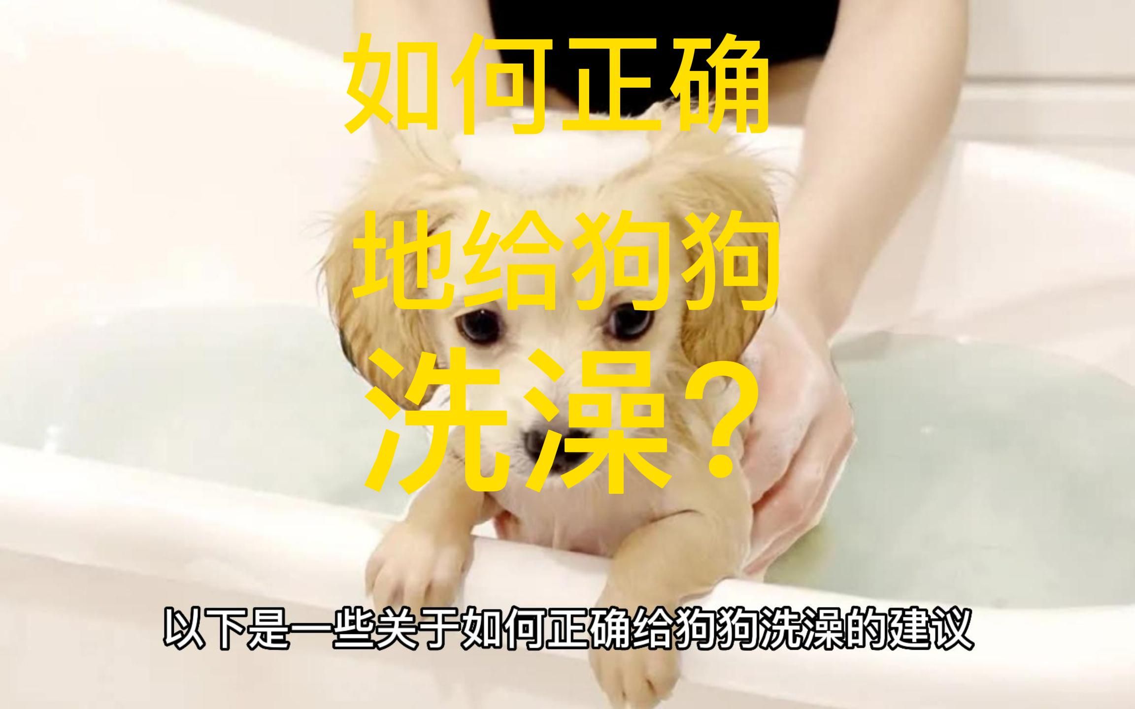 如何正确地给狗狗洗澡?