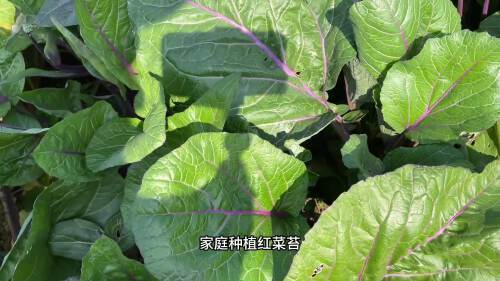 家庭种植红菜薹想要长得粗壮,采收时间长,做好5点管理有效增产