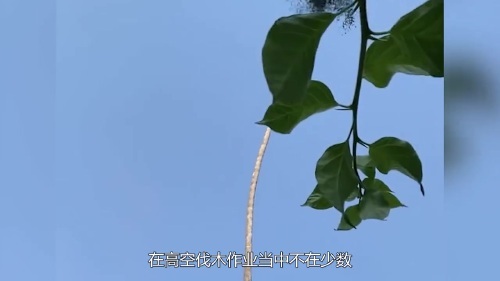伐木工人的极限操砍伐高度超过0米的树木实拍业全过程
