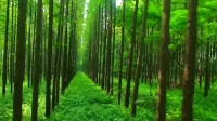 晚间新闻 2023 我国成为全球森林资源増长最快最多的国家