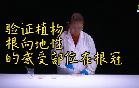 【实验视频】验证植物根向地性的感受部位在根冠(选择性必修1)