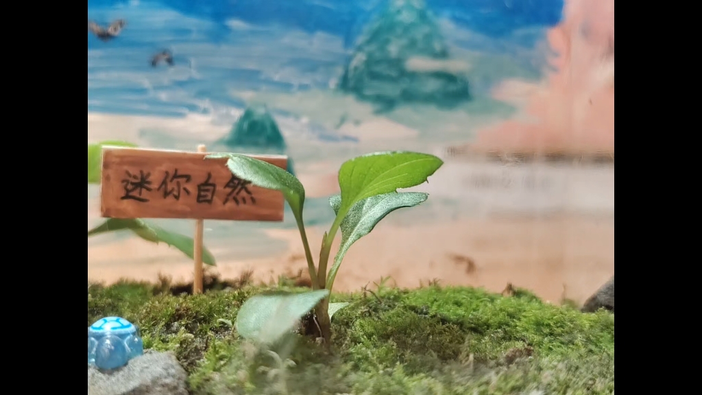 家里做的迷你造景缸,详细制作方法请看简介