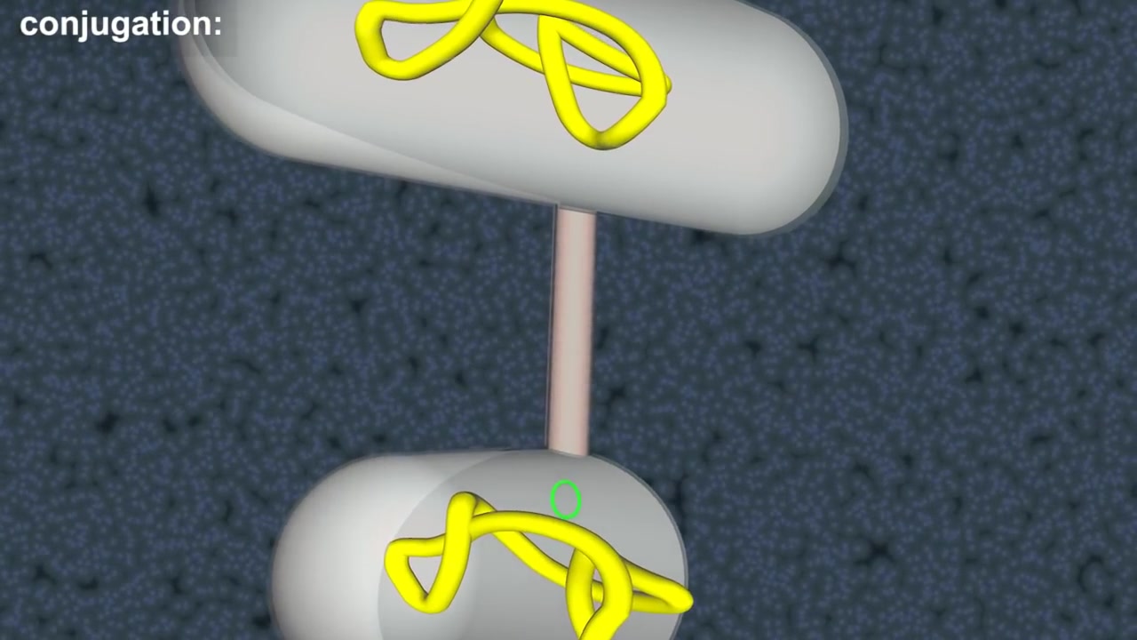 生物动画之细菌的基因重组:接合与转导