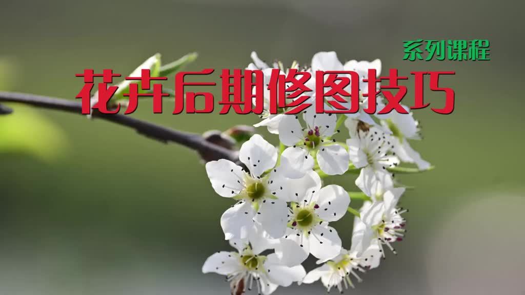 ps处理花卉照片的小技巧助力提高花卉照片品质