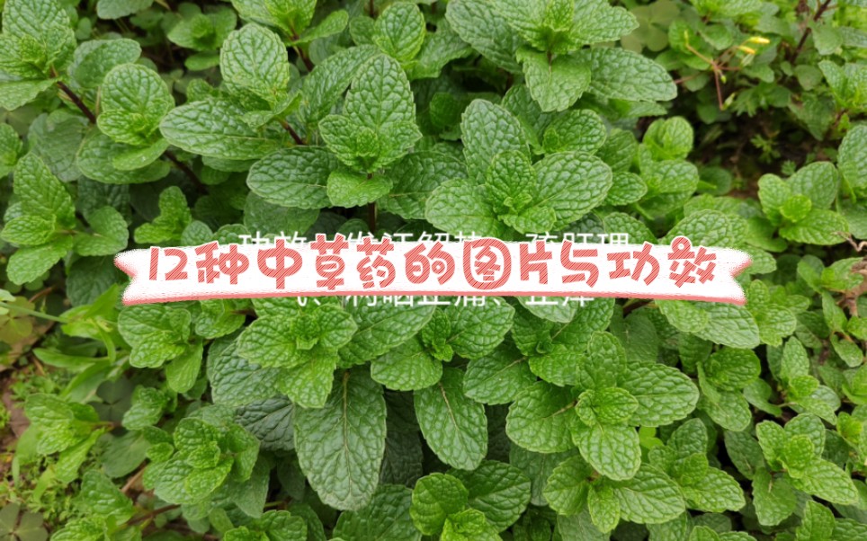 12种中草药的图片与功效
