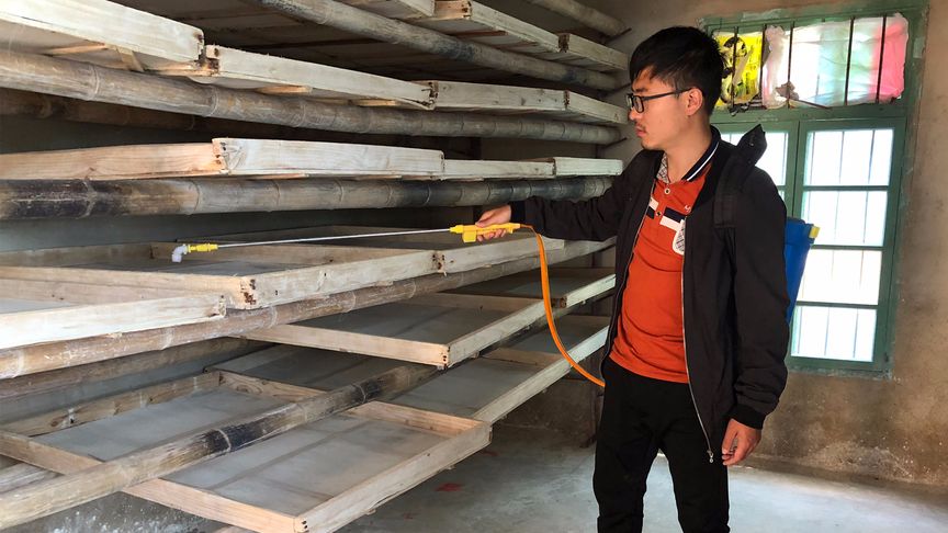 如果你想要养蚕,就要做好这一步,不然蚕宝宝很难存活!