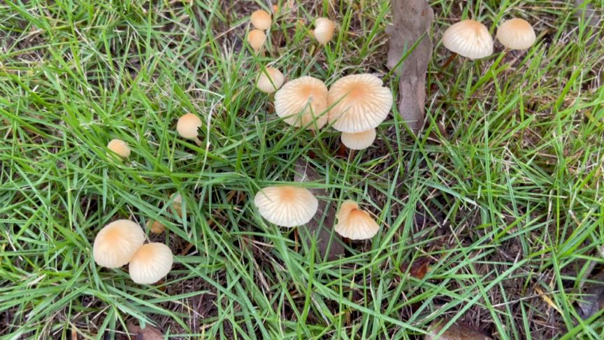红伞伞,白杆杆,吃完一起躺板板!