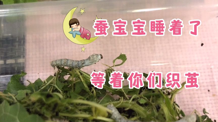 春蚕到死丝方尽,等着蚕宝宝织茧,不知道要多少天?