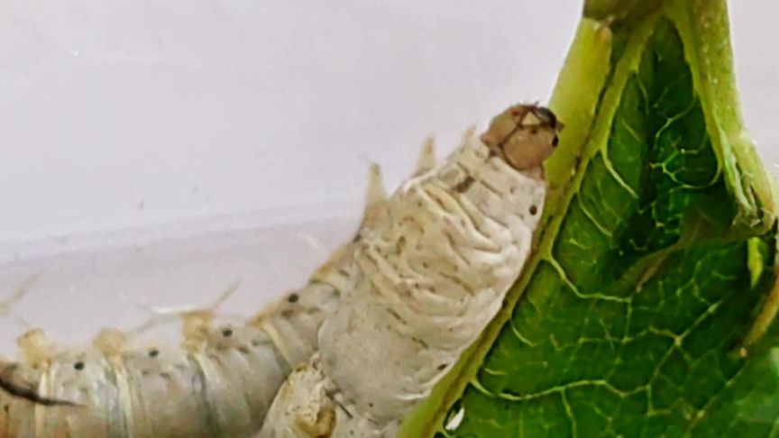 #养蚕宝宝 #奇妙的动物 第一次看到蚕宝宝脱皮的全过程。