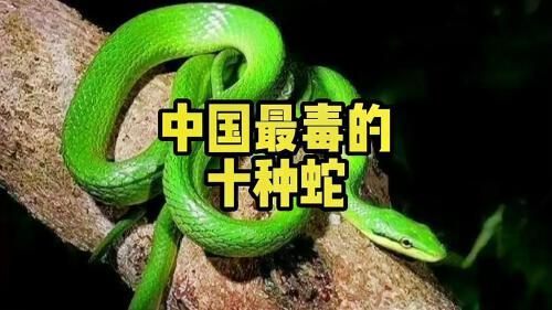中国的十大毒蛇,看看你的家乡有没有蛇上榜!