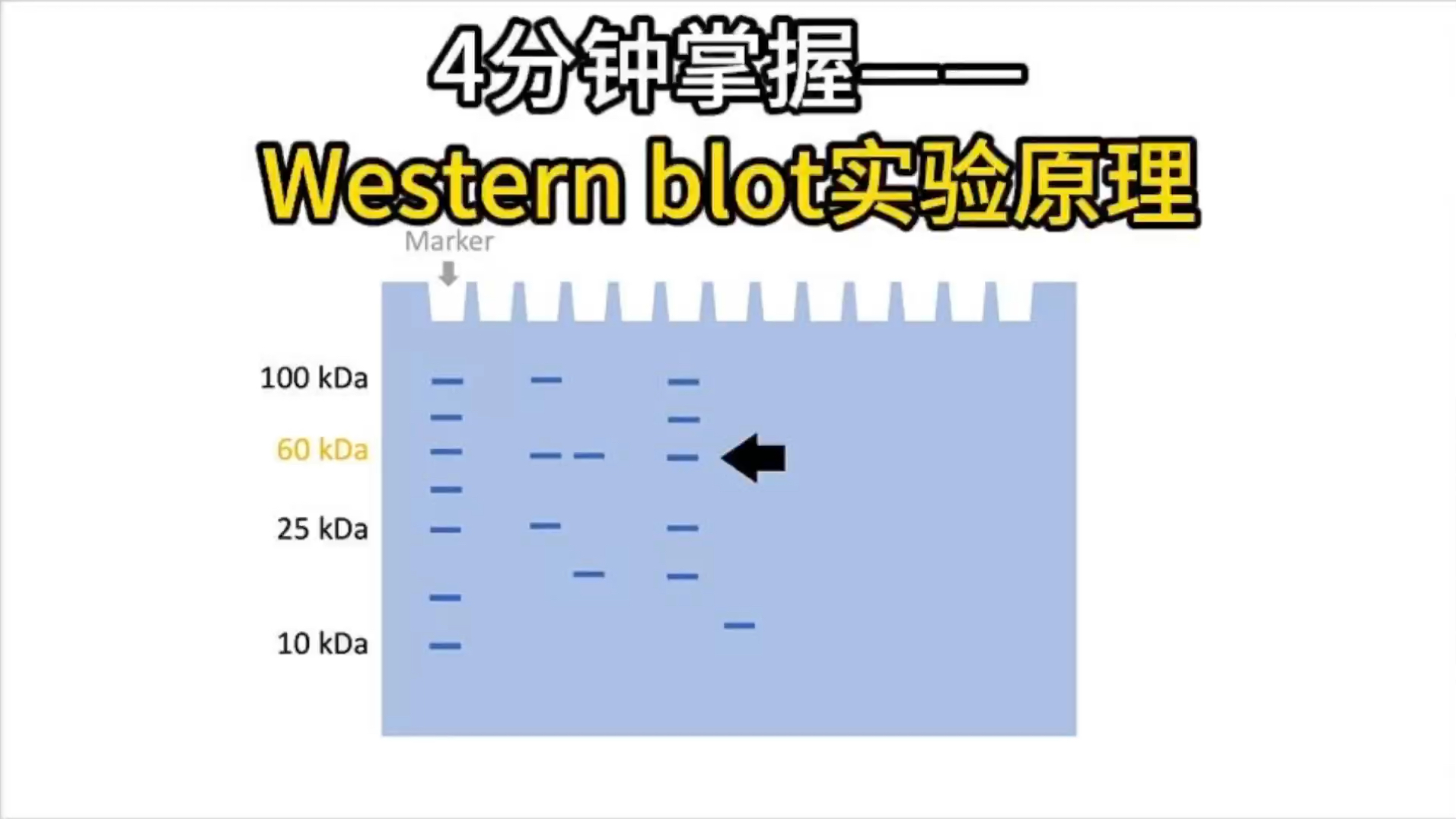 4分钟掌握Western blot实验原理