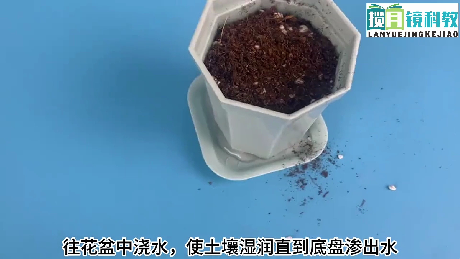 教科版四年级下册【1.2 种植凤仙花】