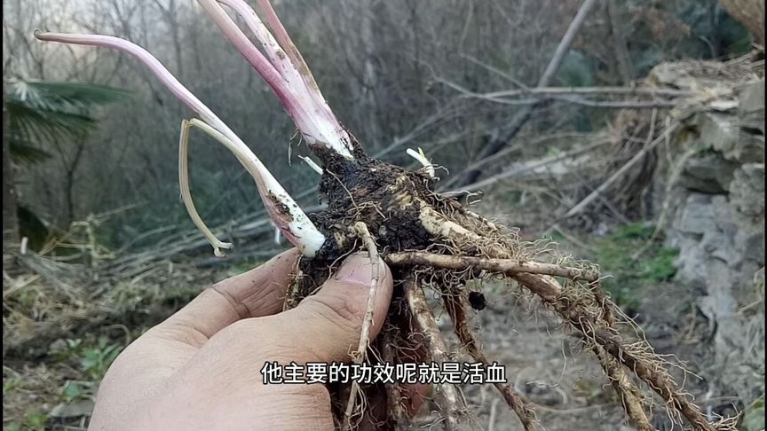 家喻户晓的当归 可不止煲汤泡茶这么简单 你还知道其他的用途嘛?