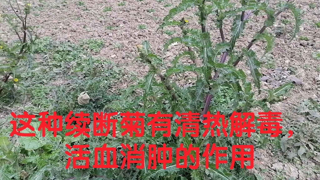 这种续断菊有清热解毒,活血消肿的作用