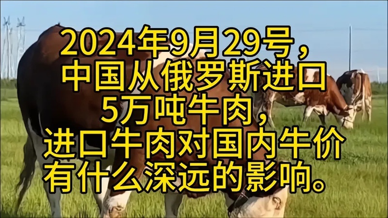 2024年9月29号,中国从俄罗斯进口5万吨牛肉,进口牛肉对国内牛价