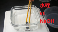 小实验:烧碱溶剂倒在水蛭身上会怎么样?怎么变得越来越黑了