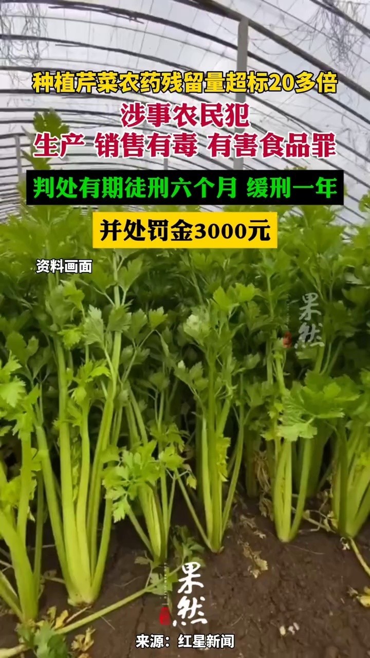 芹菜农药残留量超标涉事农民被判刑