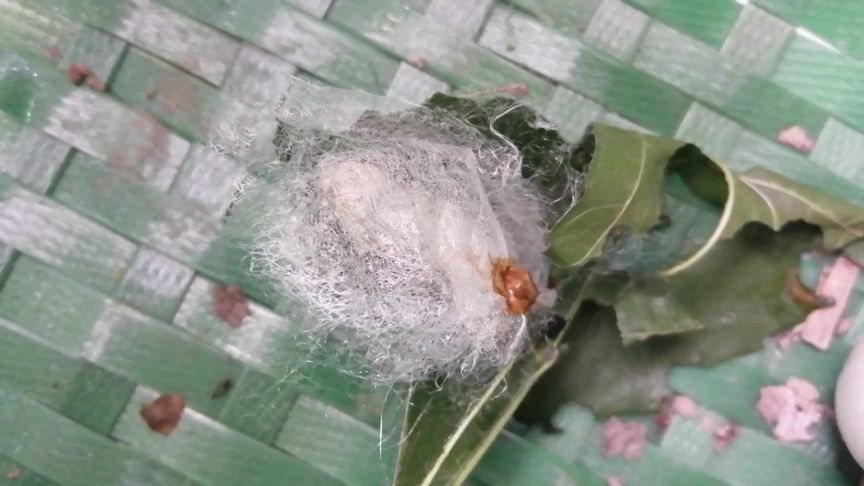 蚕宝宝吐丝结茧了!