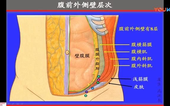 26.腹肌_高清人体解剖学,系统解剖学,运动解剖学