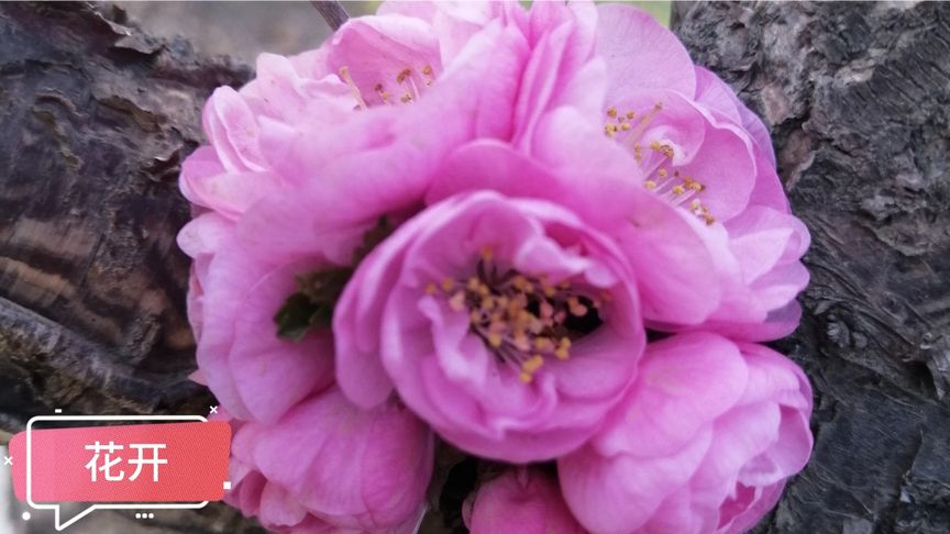 哈尔滨花儿开放的时节,樱花,丁香花,杏花,李子花儿争先开放