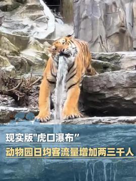 河南一老虎咬水管玩成"虎口瀑布",动物园回应:日均客流量增加了两...