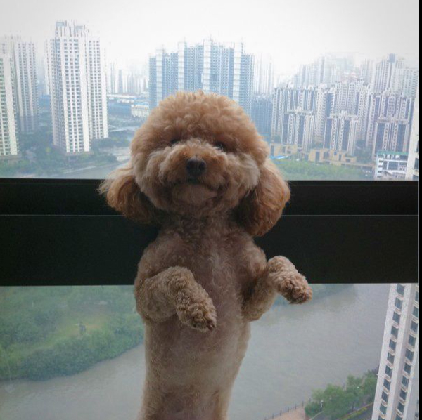 BEAR朵例切 
