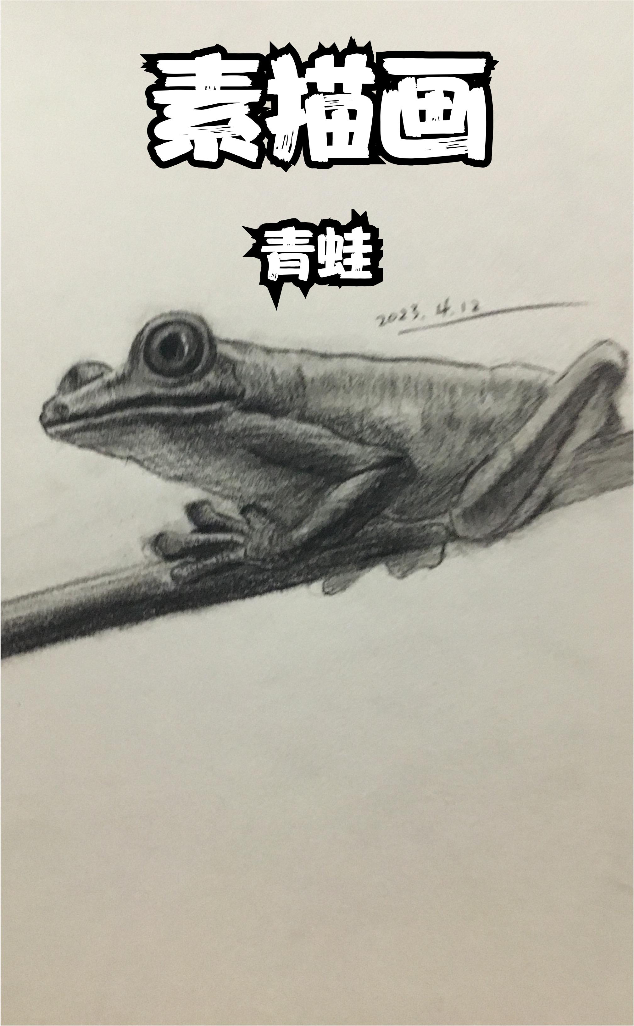 素描画 简笔画 素描动物 青蛙