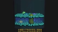 细胞膜流动镶嵌模型3D动画