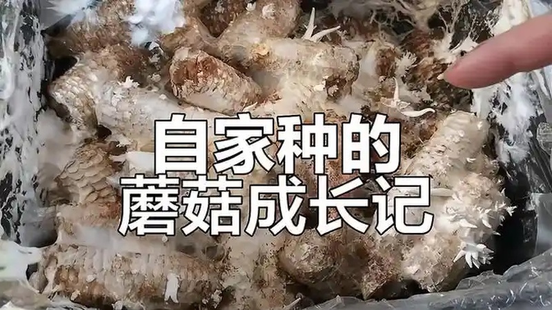 蘑菇生长全纪录:如何让它健康长大,注意这些细节